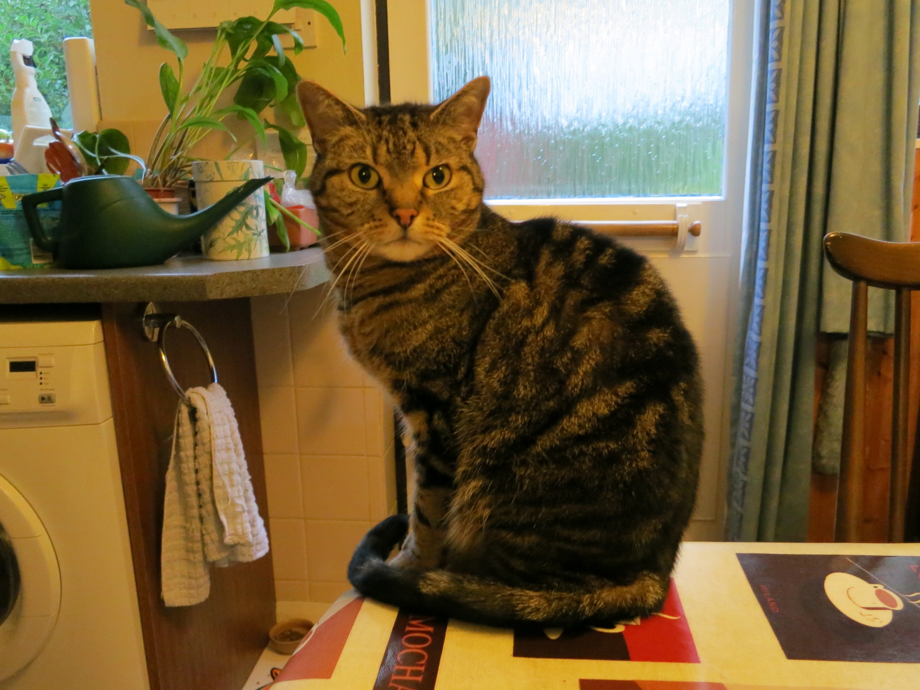 Oxford Cats…. – Catherine Lee