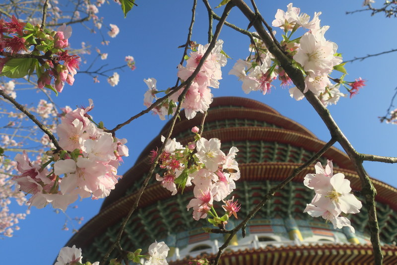 THE place to see Cherry Blossoms 櫻花 @ Tianyuan Temple 天元宮, Tamsui ...